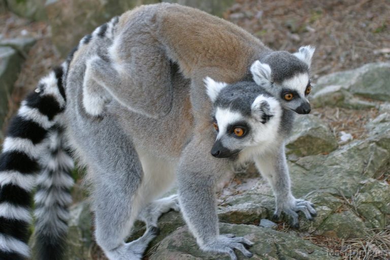 Lemur-photo - World Population